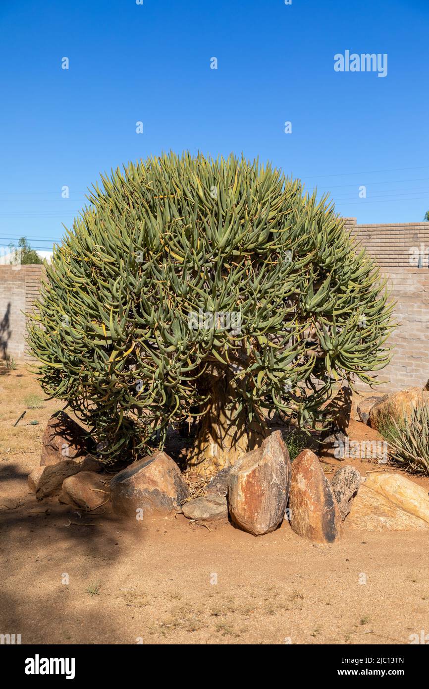 a Quiver tree with lots of green leaves. The Quiver tree is known as ...