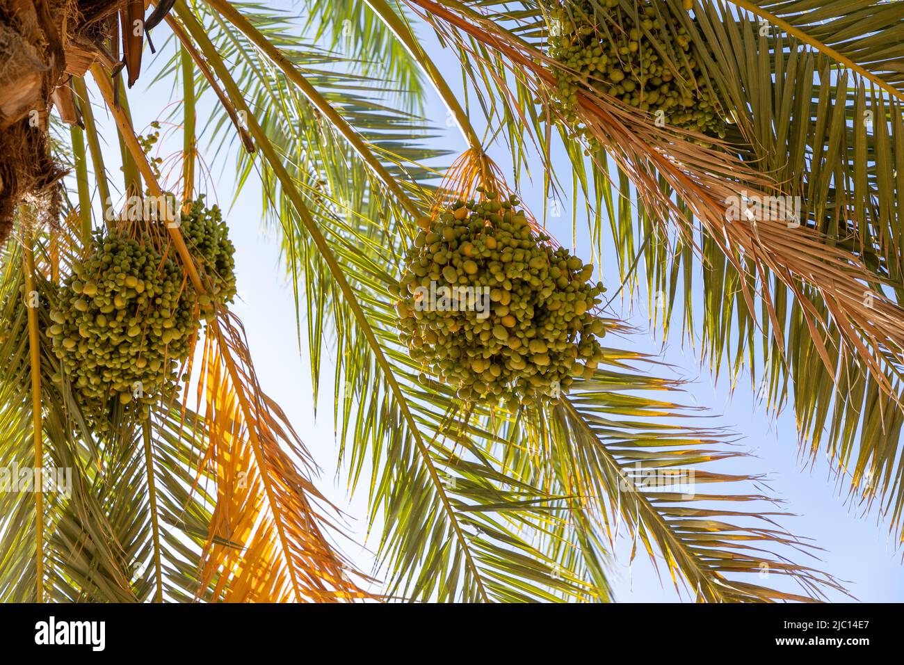 Ripening date fruits hanging in clusters on the Date palm Stock Photo ...