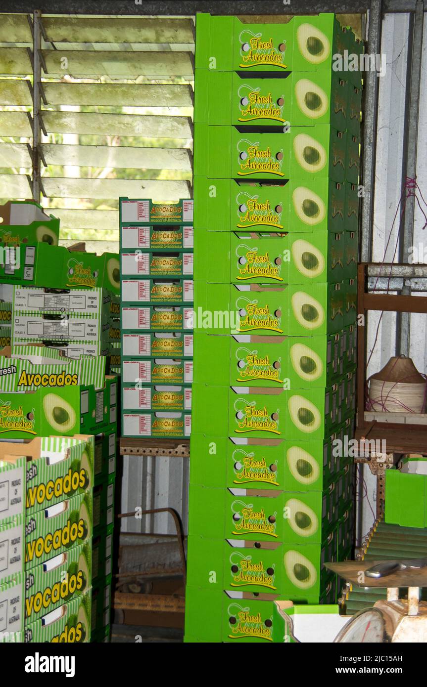 Stacks of bright green packing boxes to be filled with avocados and ...