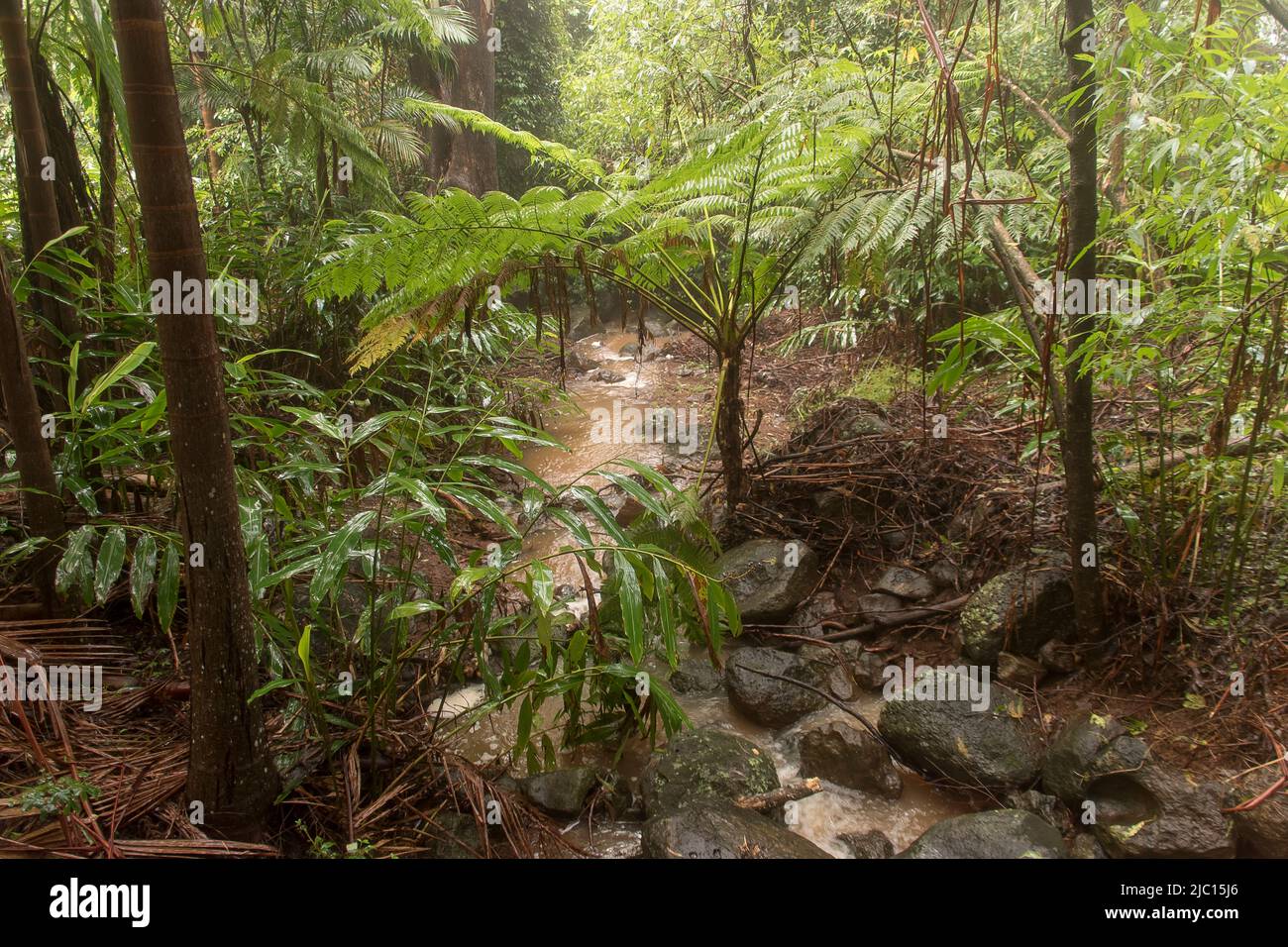 Rainforest creek flowing quickly over basalt boulders after heavy ...