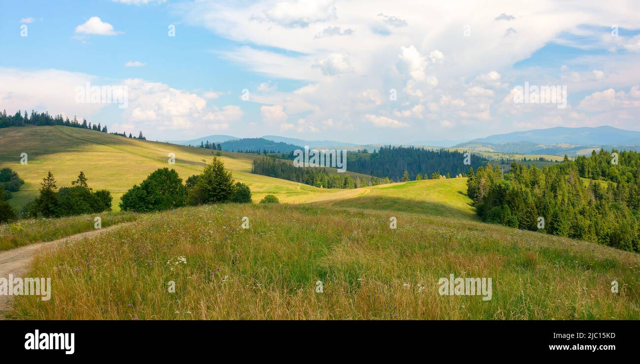 carpathian countryside scenery in summer. grassy fields and meadows ...