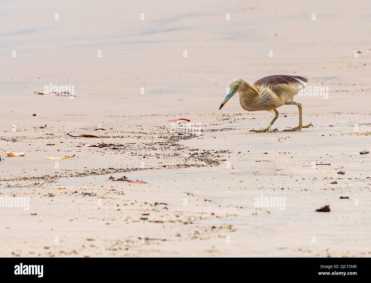 Prawn pond not shrimp hi-res stock photography and images - Alamy
