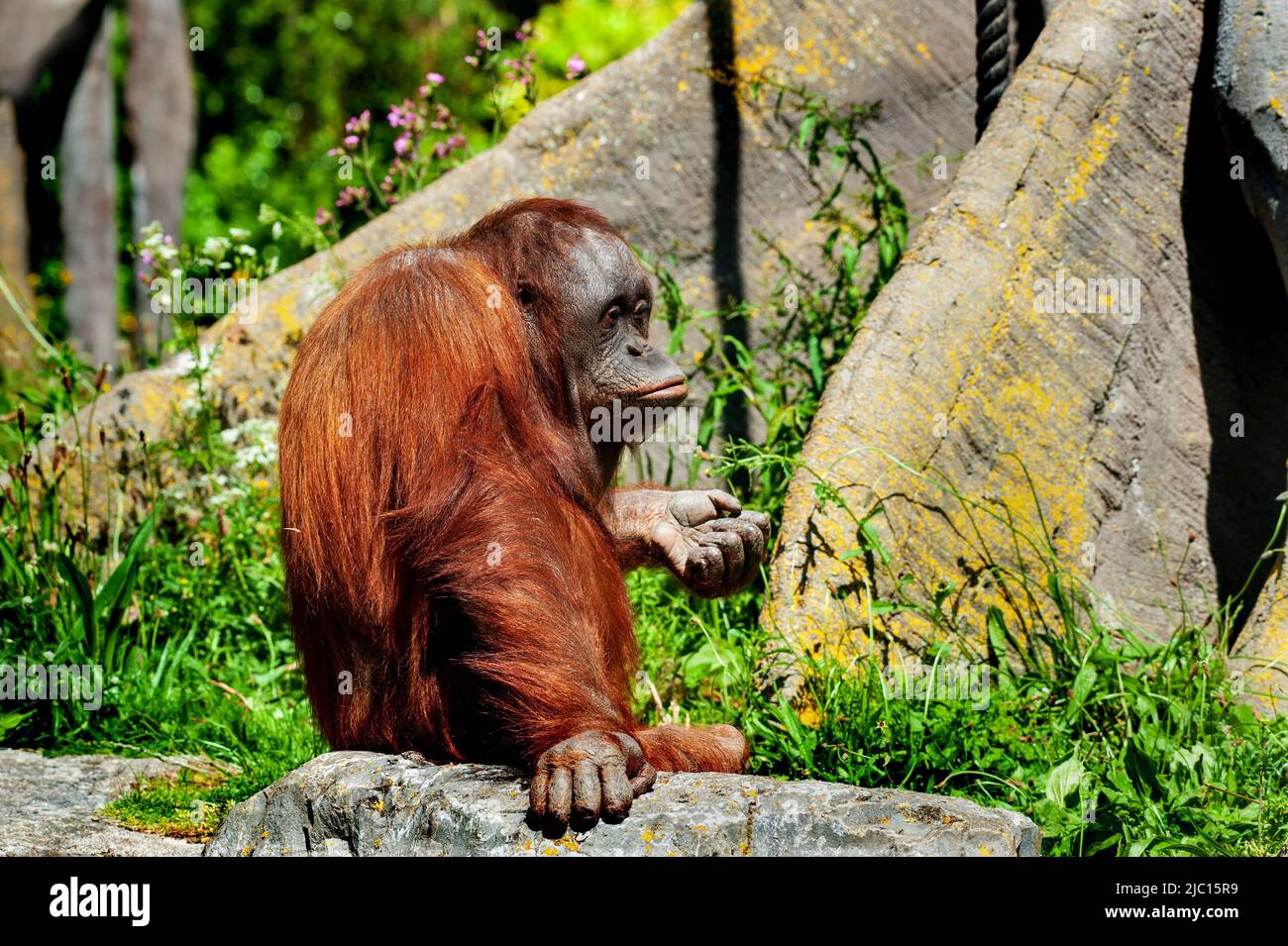 Dublin, Ireland - 27 May 2022, Bornean Orangutans monkey in Dublin Zoo ...