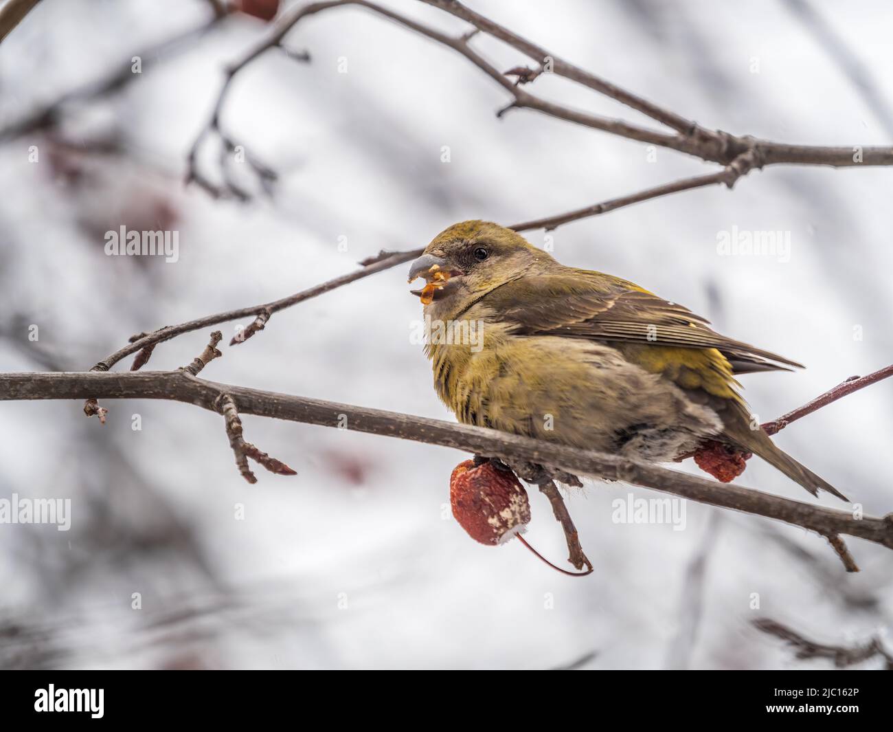Red Crossbill female sitting on the tree branch and eats wild apple ...