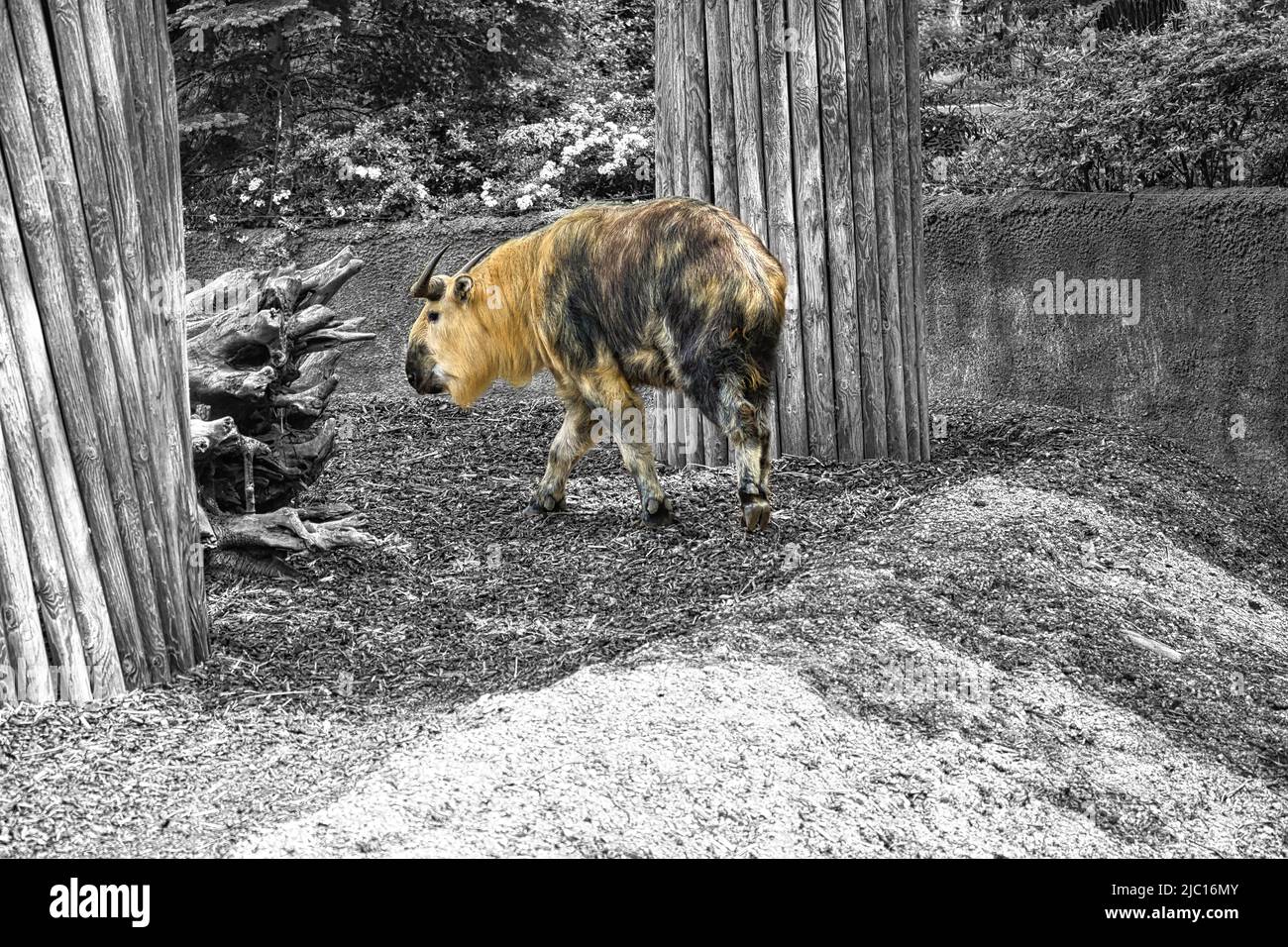 gold yak, (bos mutus) with beautiful fur and horns. Species of cattle ...