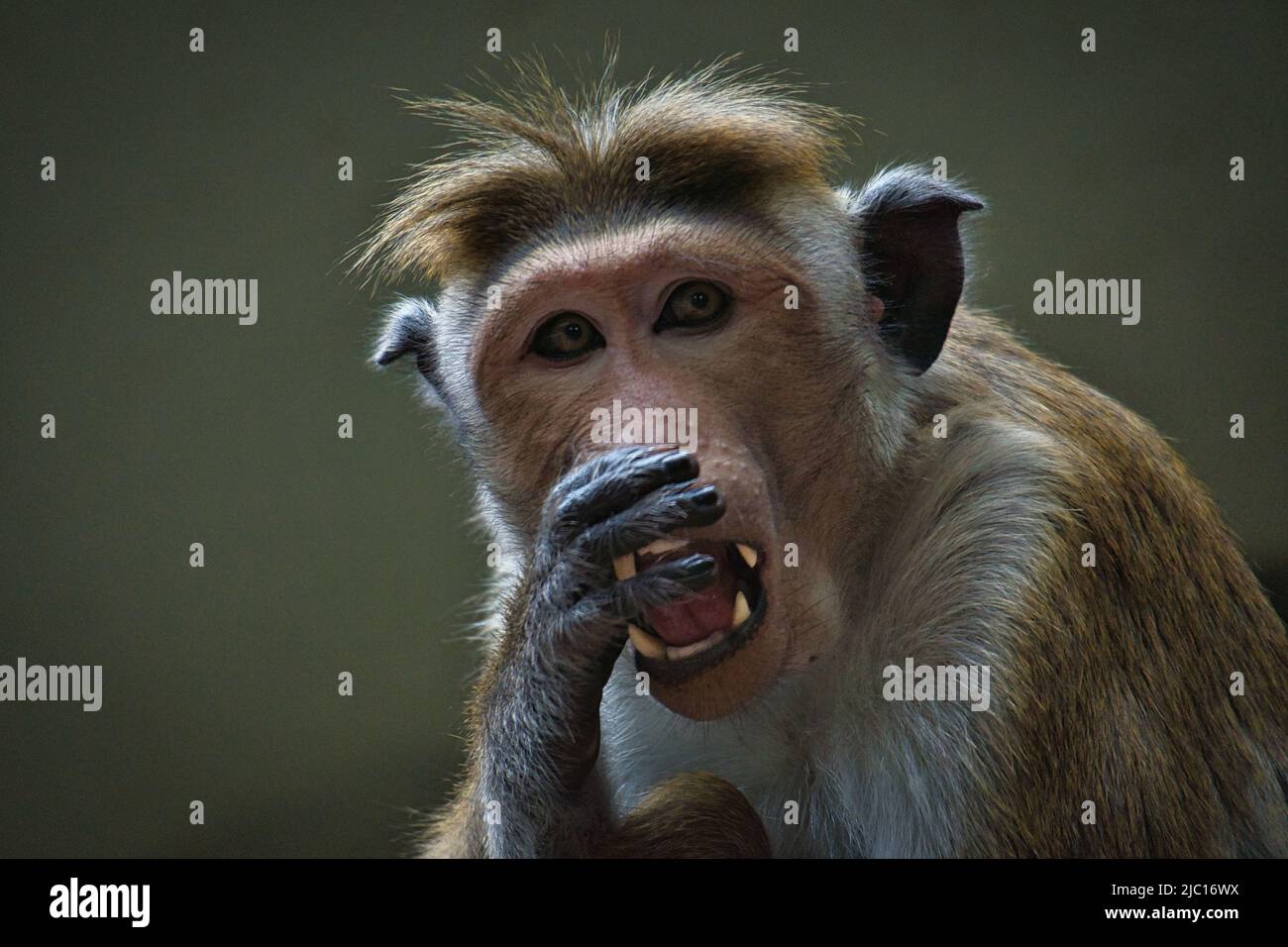 Rhesus monkey sitting on a branch and peeing in his teeth. animal photo ...
