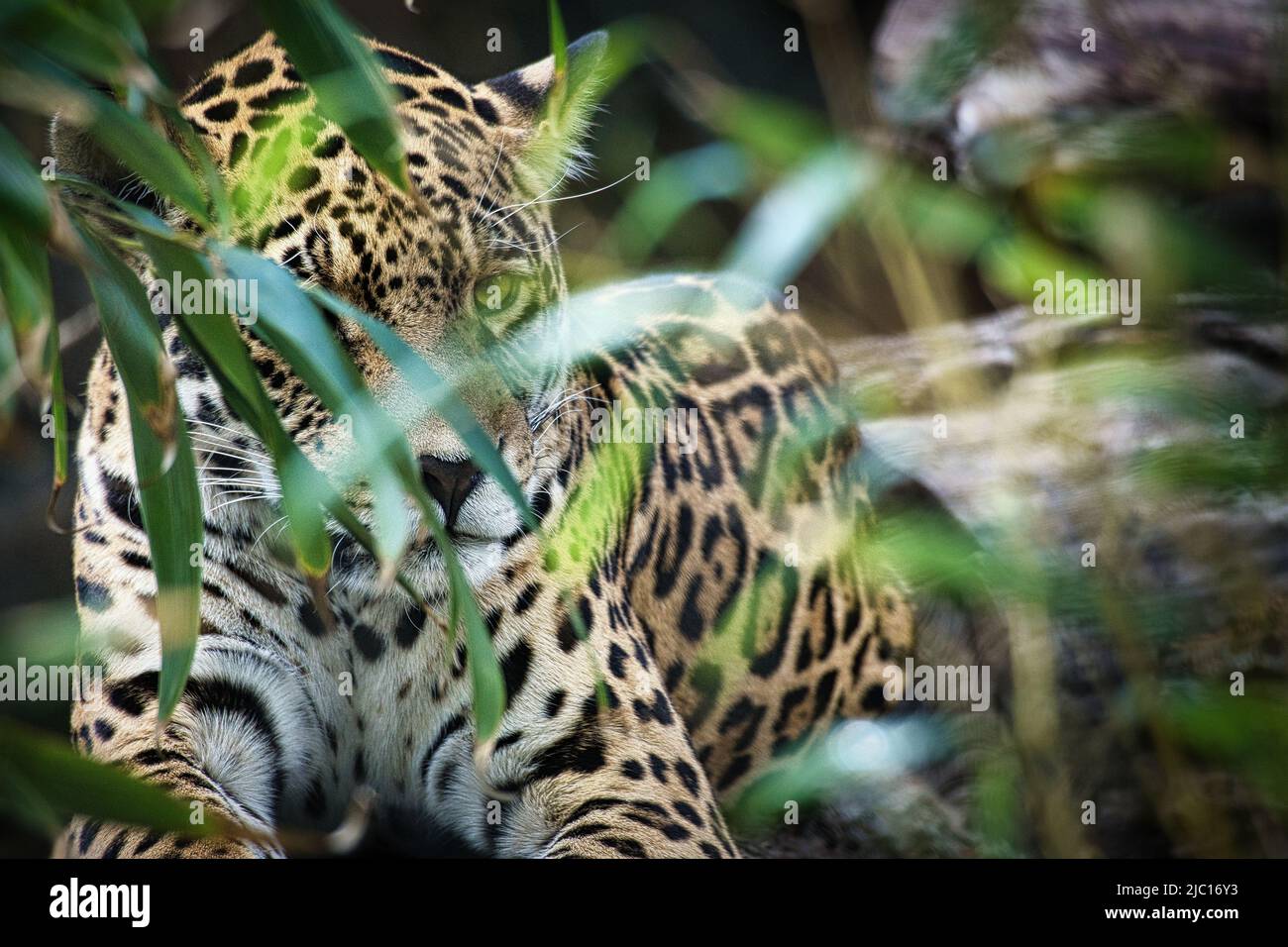 Jaguar lying behind grass. spotted fur, camouflaged lurking. The big ...