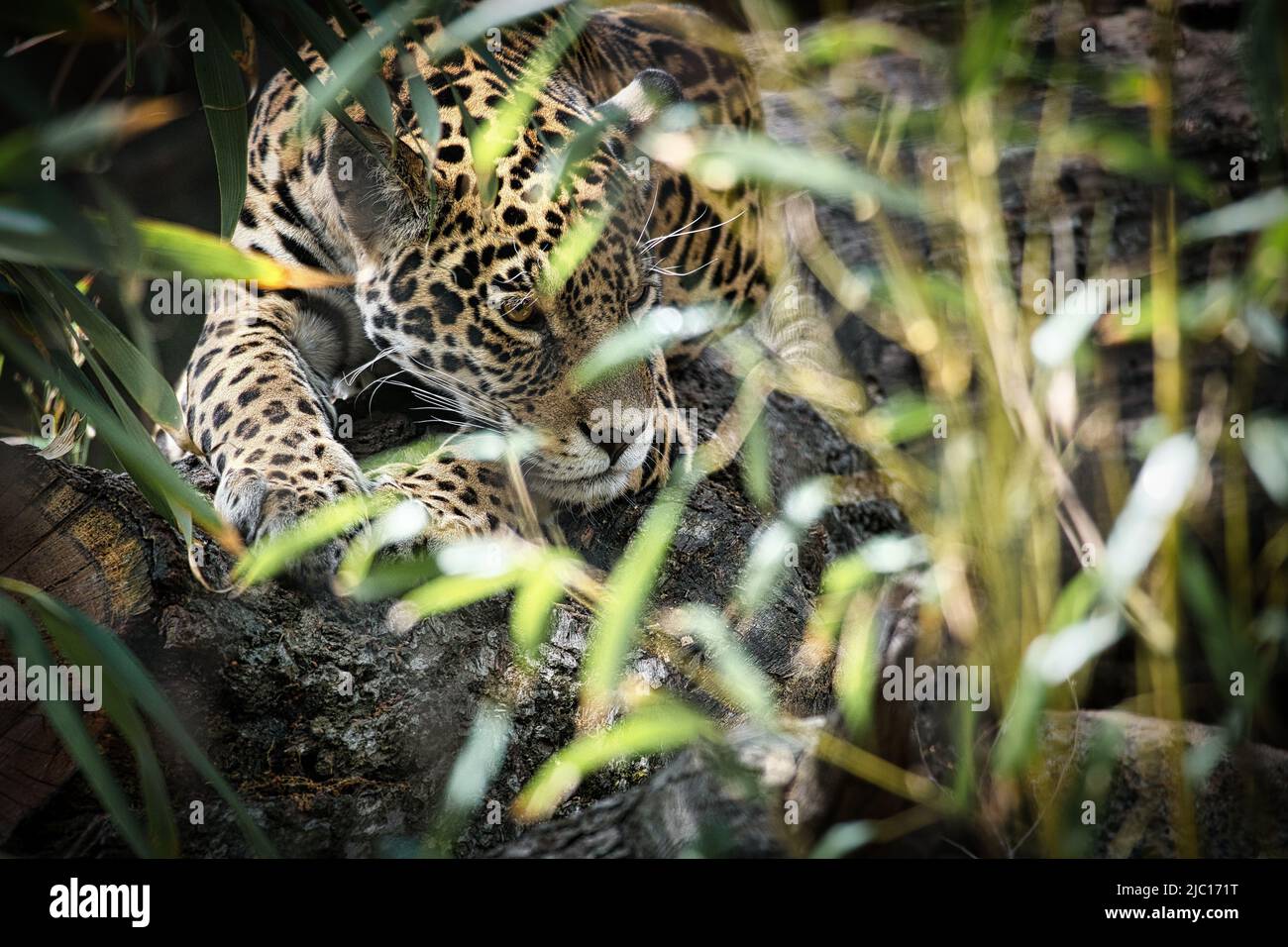 Jaguar lying behind grass. spotted fur, camouflaged lurking. The big ...