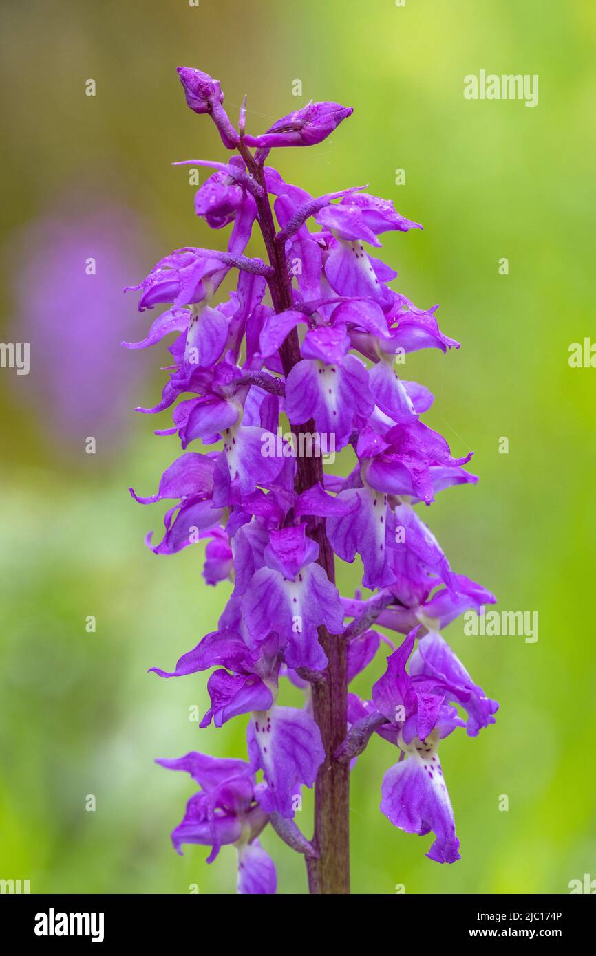 early-purple orchid (Orchis mascula), inflorescence, Germany, Baden ...