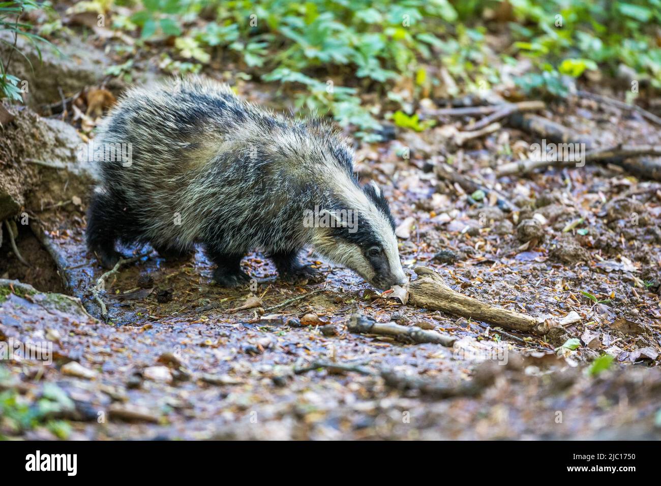 Old World badger, Eurasian badger (Meles meles), young animal, side ...