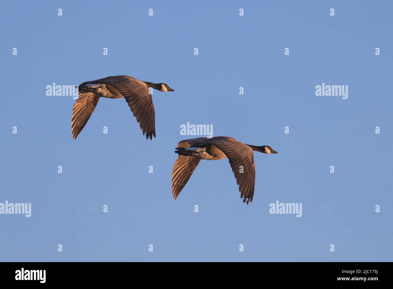 Canada goose (Branta canadensis), couple in flight, Germany Stock Photo ...