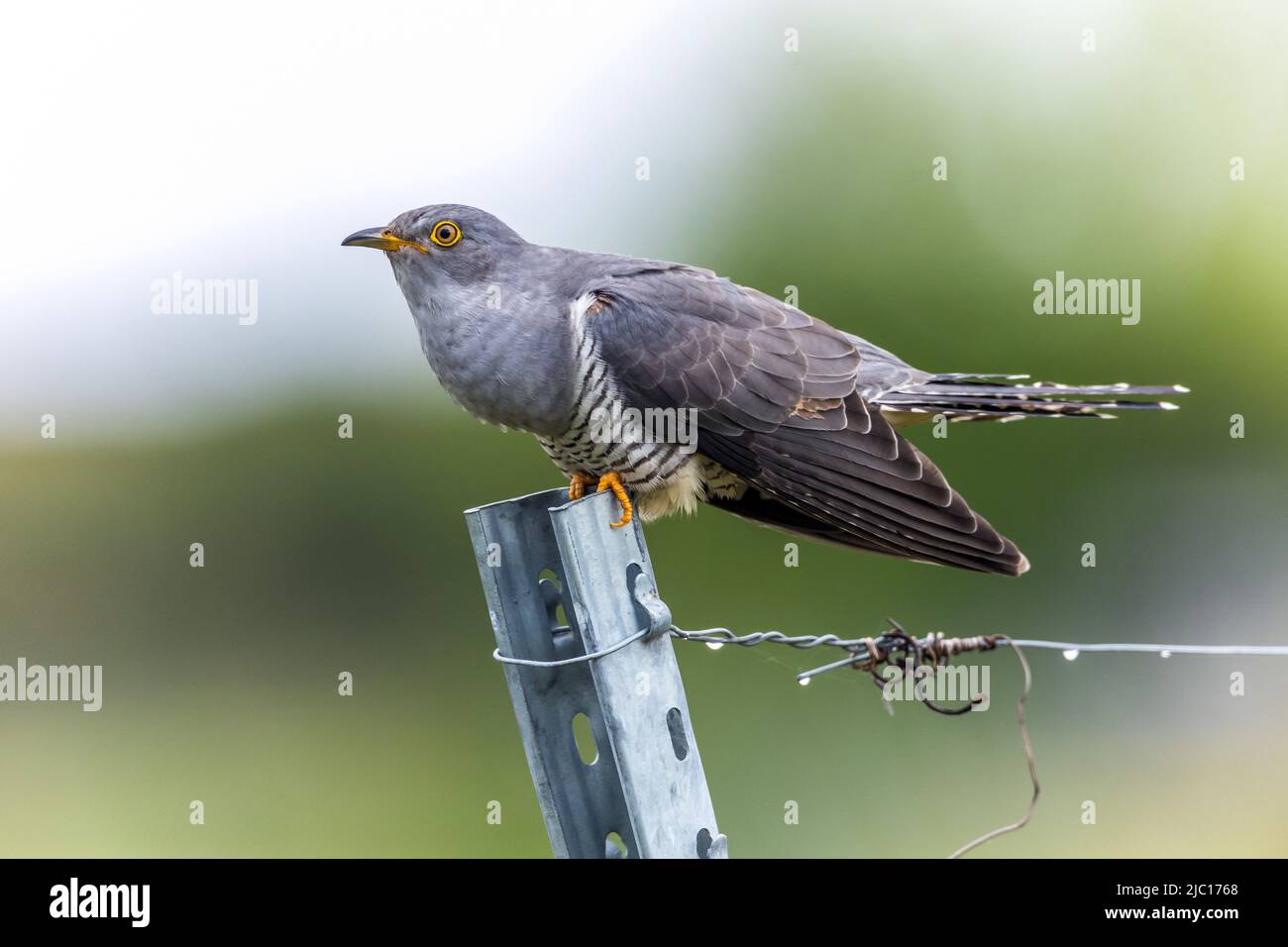 Eurasian cuckoo (Cuculus canorus), perching on a fencing post, side ...