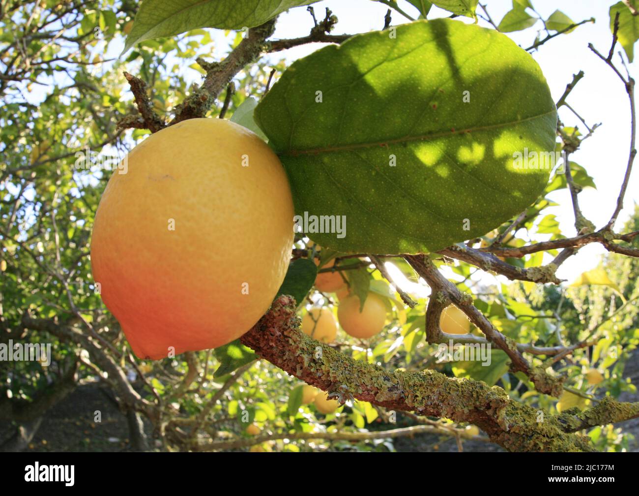 Lemon tree (Citrus limon), mature fruit at tree, Spain, Balearic ...