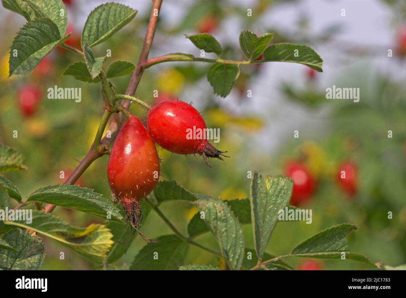 downy rose (Rosa villosa), fruits Stock Photo - Alamy