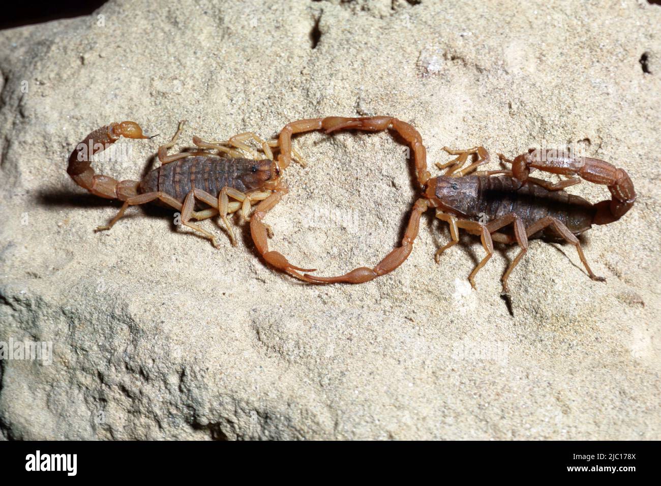Mediterranean checkered scorpion (Mesobuthus gibbosus), display, mating, Macedonia Stock Photo ...