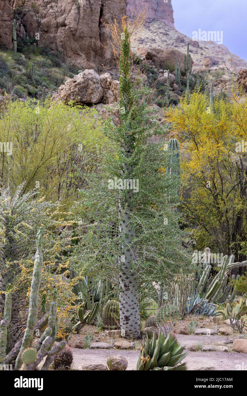 Boojum tree (Fouquieria columnaris), about 10 m high, USA, Arizona ...