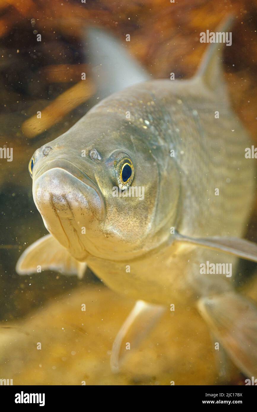 Asp aspius aspius portrait hi-res stock photography and images - Alamy