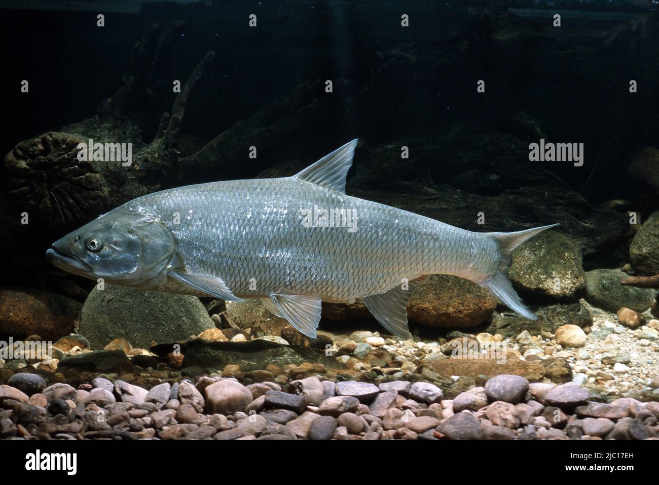 asp (Aspius aspius, Leuciscus aspius), side view, Germany, Bavaria ...