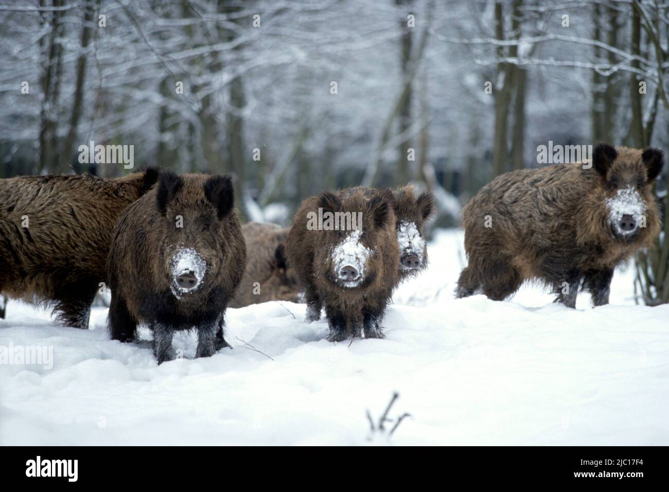 Group of boars hi-res stock photography and images - Alamy
