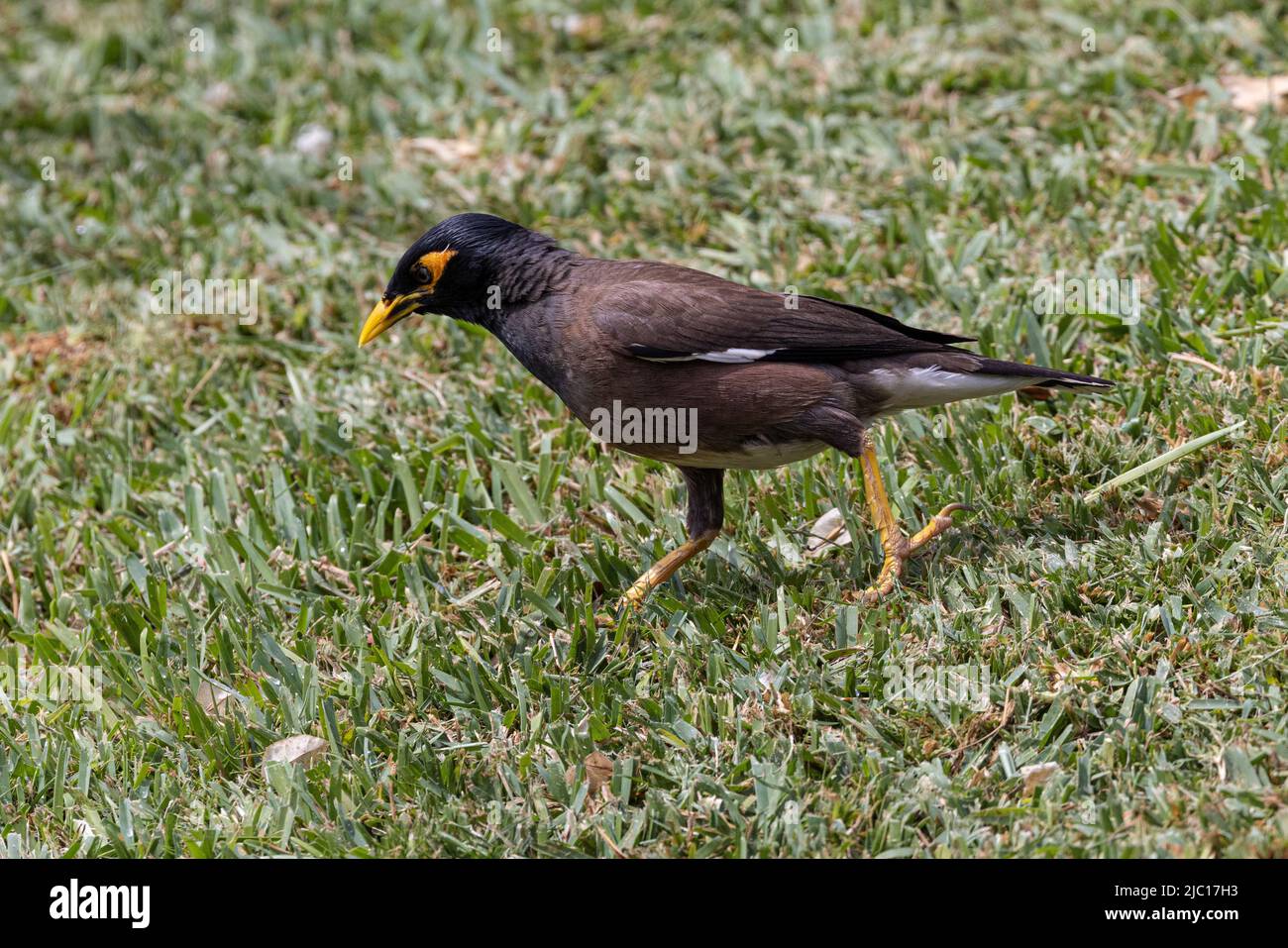 common mynah (Acridotheres tristis), foraging, USA, Hawaii, Maui Stock ...