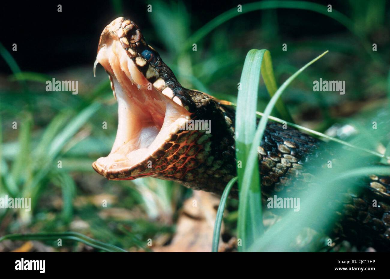 Adder, common viper, common European viper, common viper (Vipera berus ...