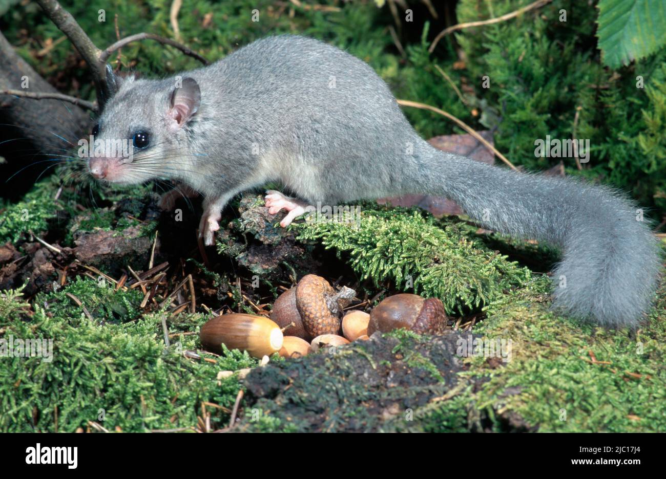 edible dormouse, edible commoner dormouse, fat dormouse, squirrel ...