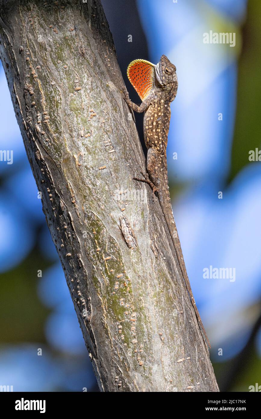 Brown anole orange dewlap hi-res stock photography and images - Alamy
