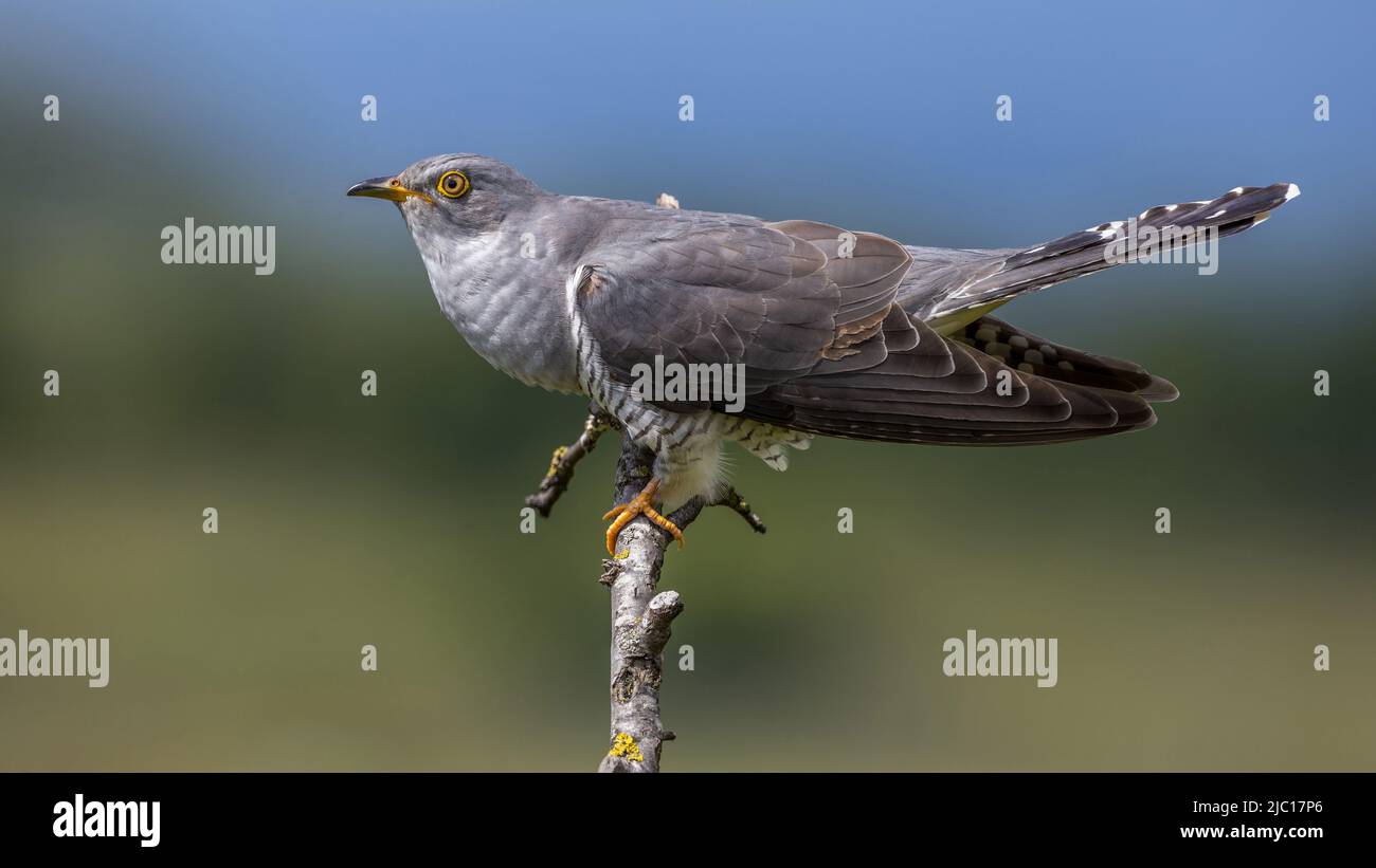 Eurasian cuckoo (Cuculus canorus), perching on a branch, side view ...