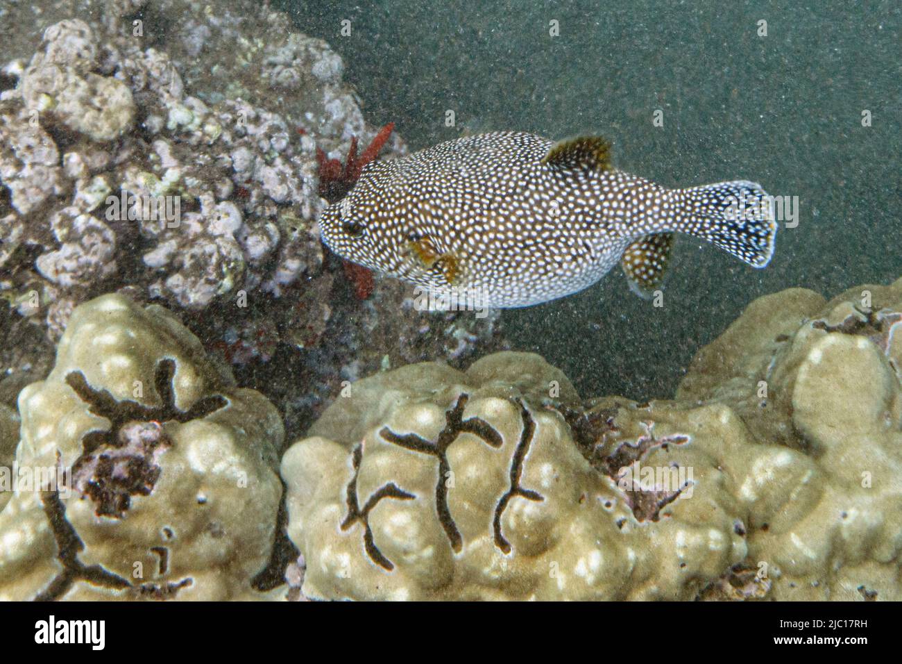Guineafowl puffer, Golden puffer, Arothron Puffer (Arothron meleagris ...