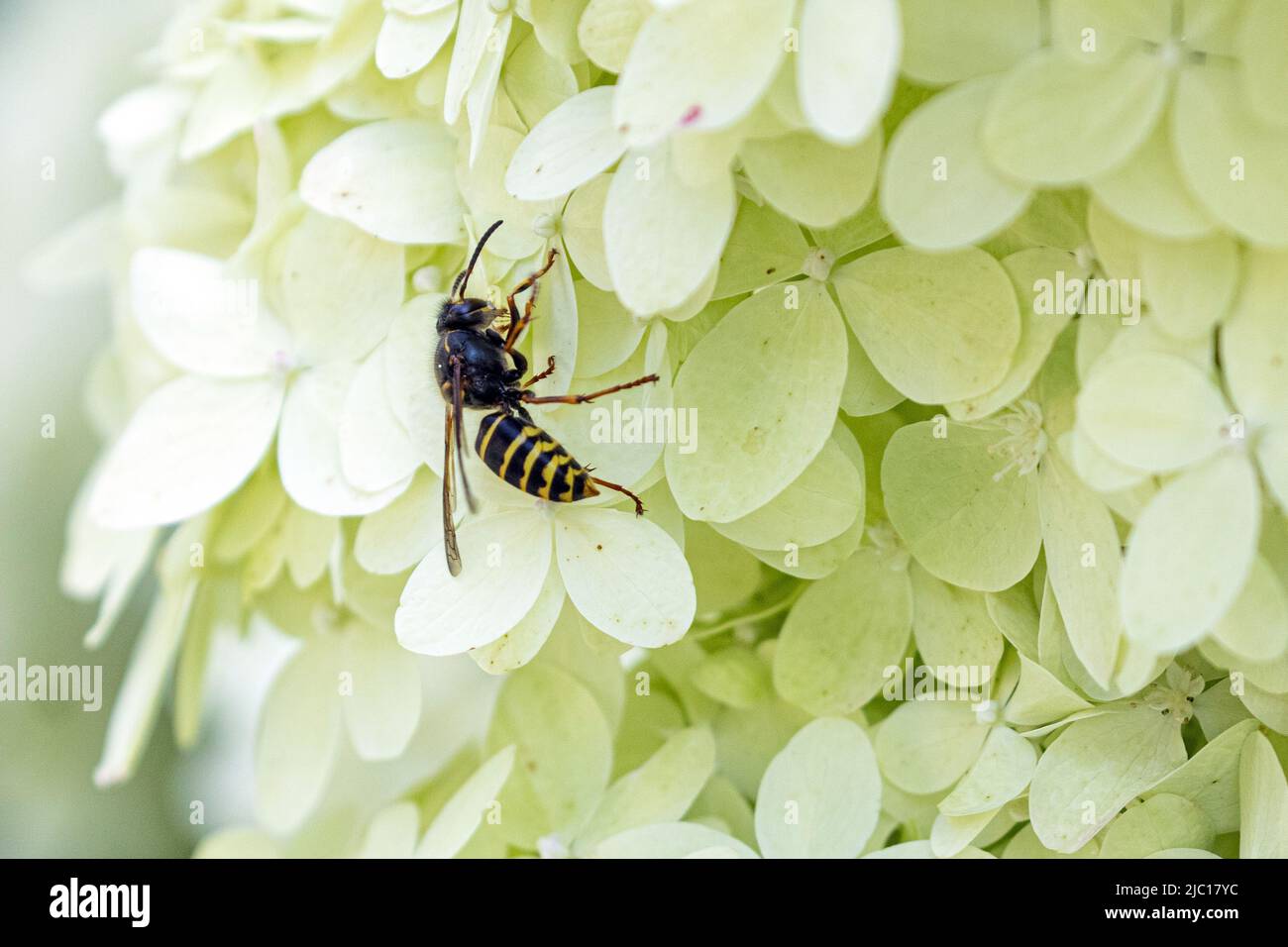 Median wasp (Dolichovespula media), on flowers of a panicled hydrangea ...