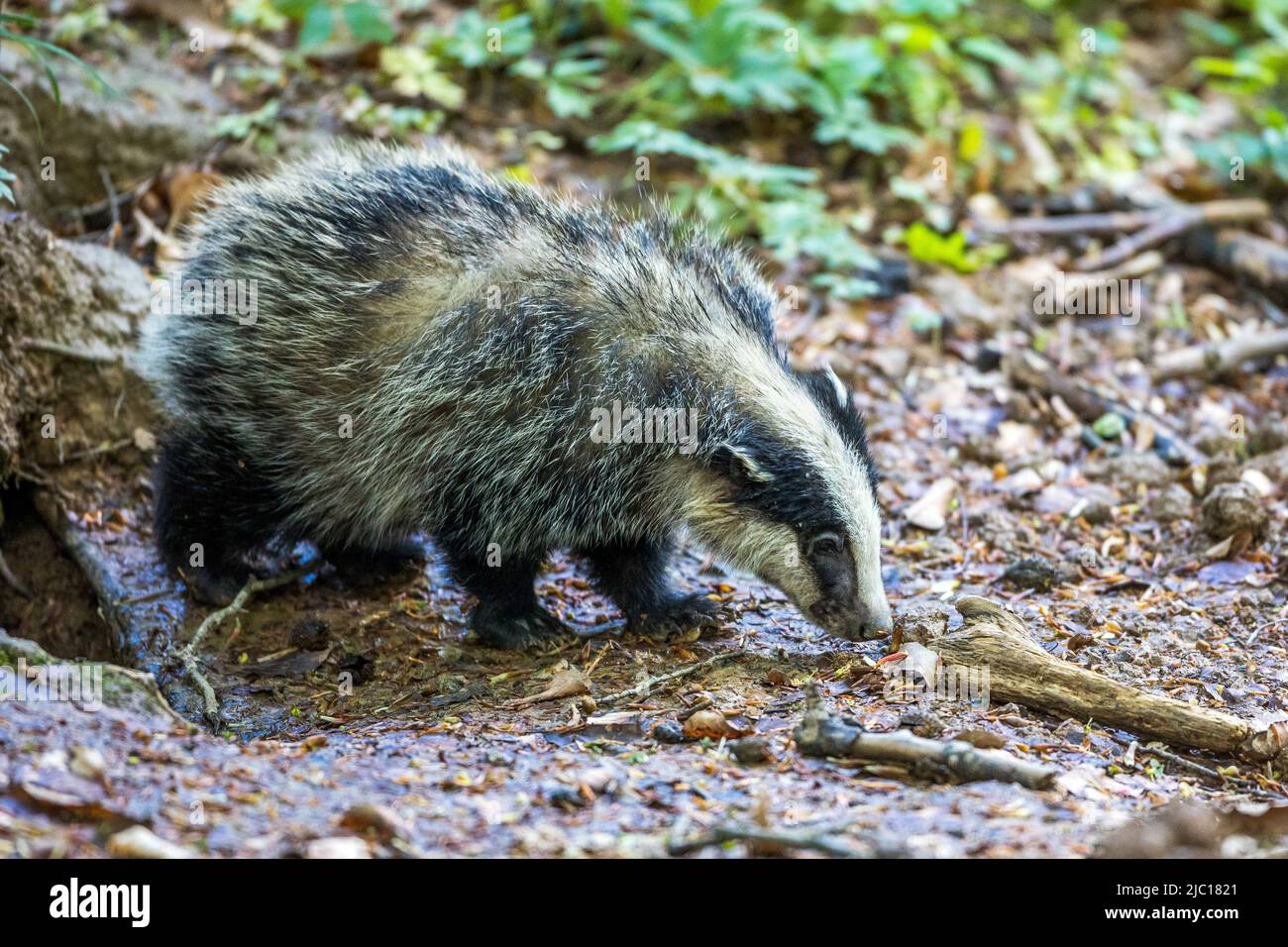 Old World badger, Eurasian badger (Meles meles), young animal, side ...