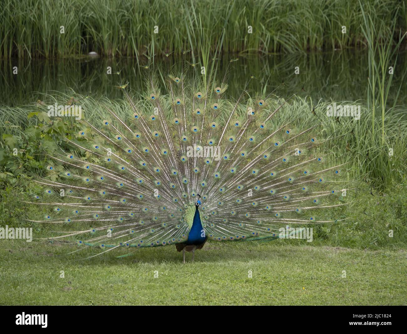 open wheel Eggenberg Castle Graz Austria Peacock close up Stock Photo ...