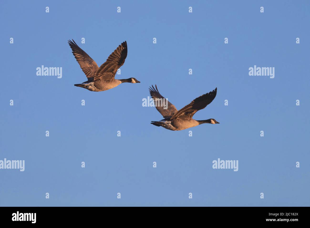 Canada goose (Branta canadensis), couple in flight, Germany Stock Photo ...