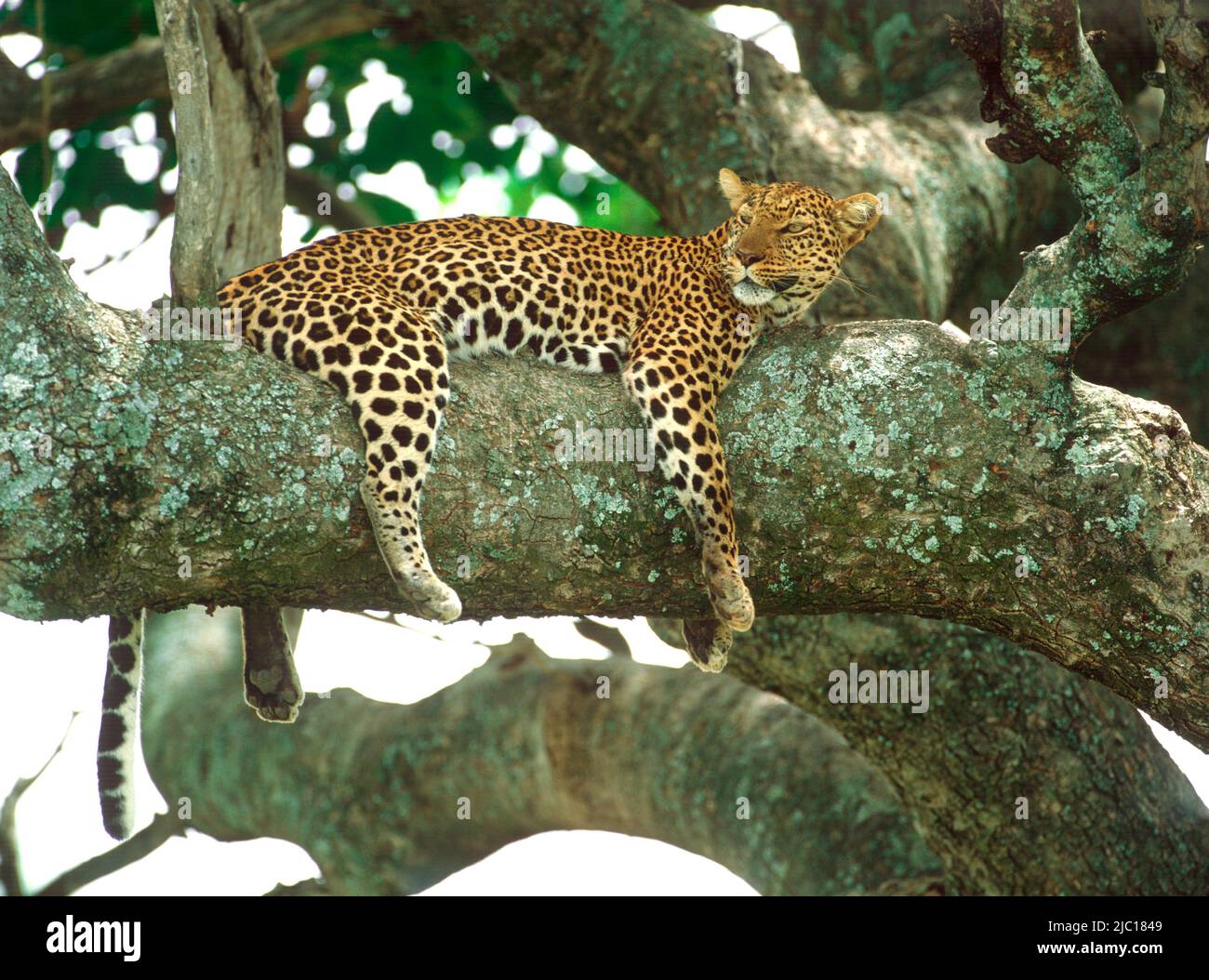 Cat loafing hi-res stock photography and images - Alamy