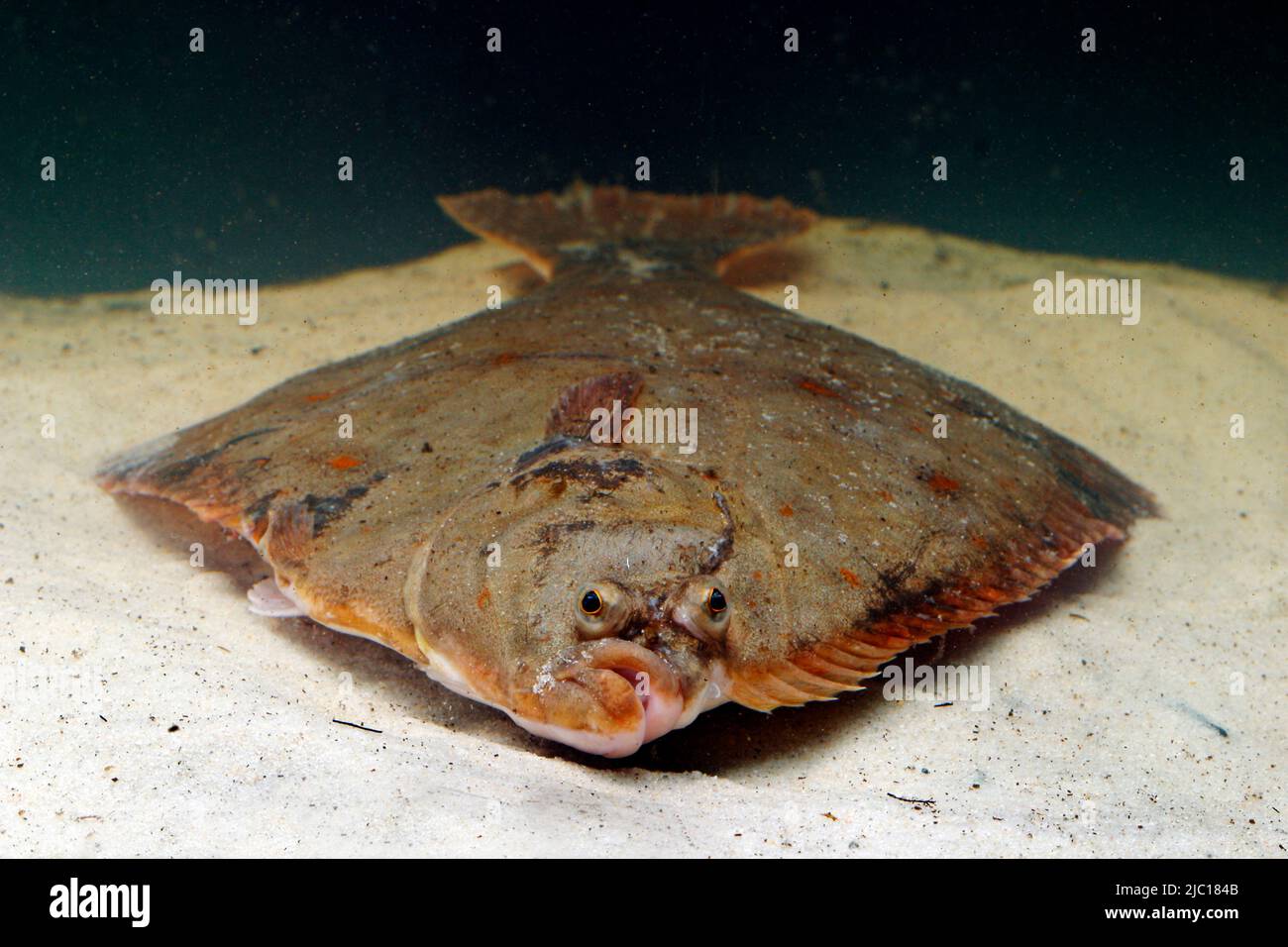 flounder, Baltic Flounder, Butt, European Flounder, Fluke, Mud Flounder ...