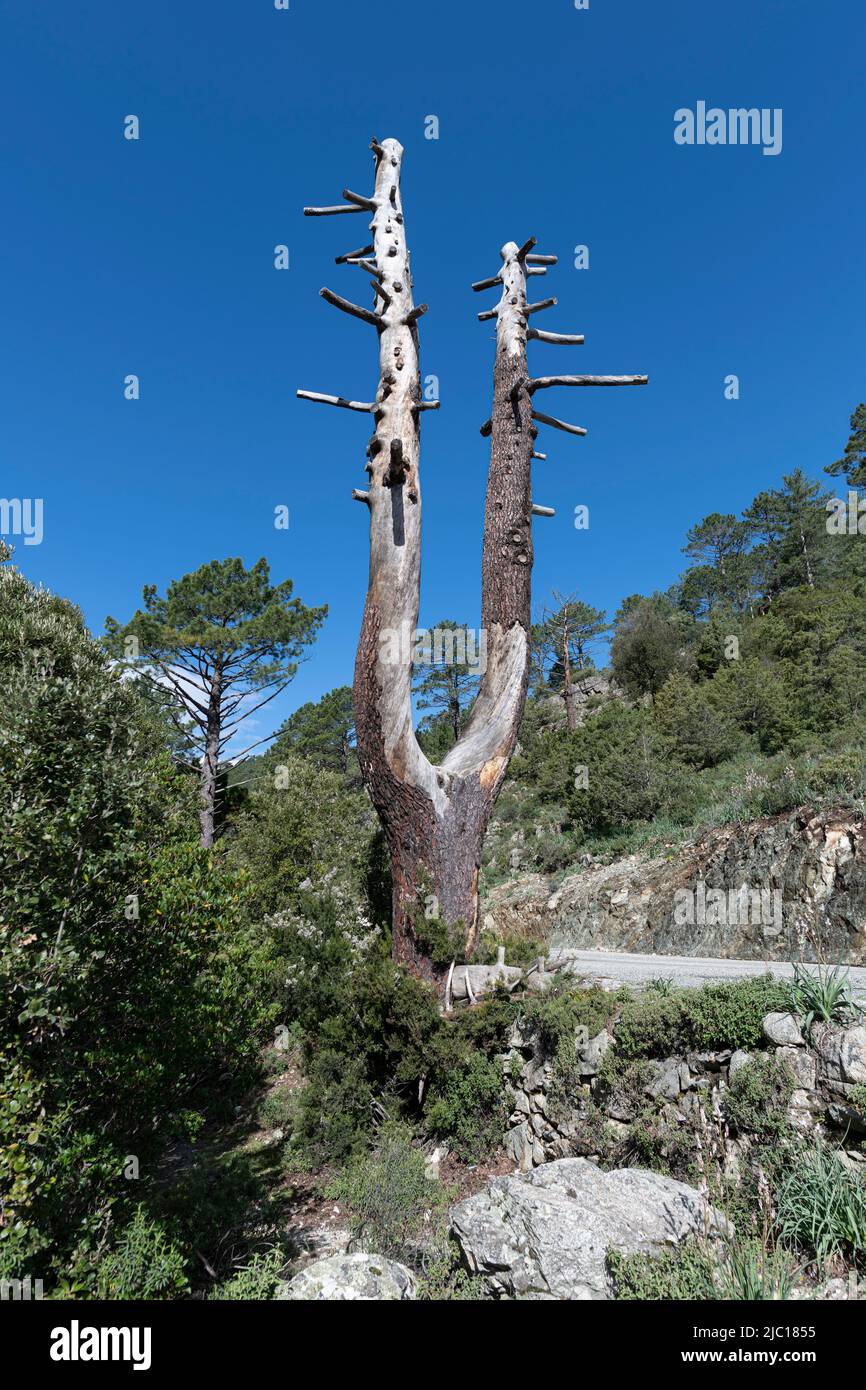 U shaped tree hi-res stock photography and images - Alamy