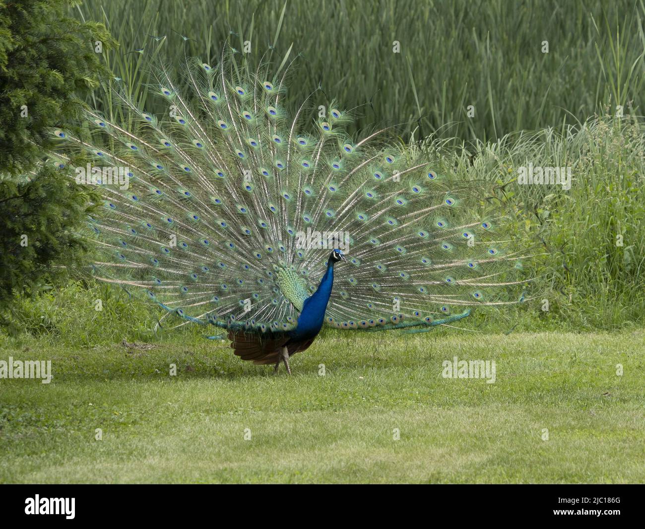 open wheel Eggenberg Castle Graz Austria Peacock close up Stock Photo ...