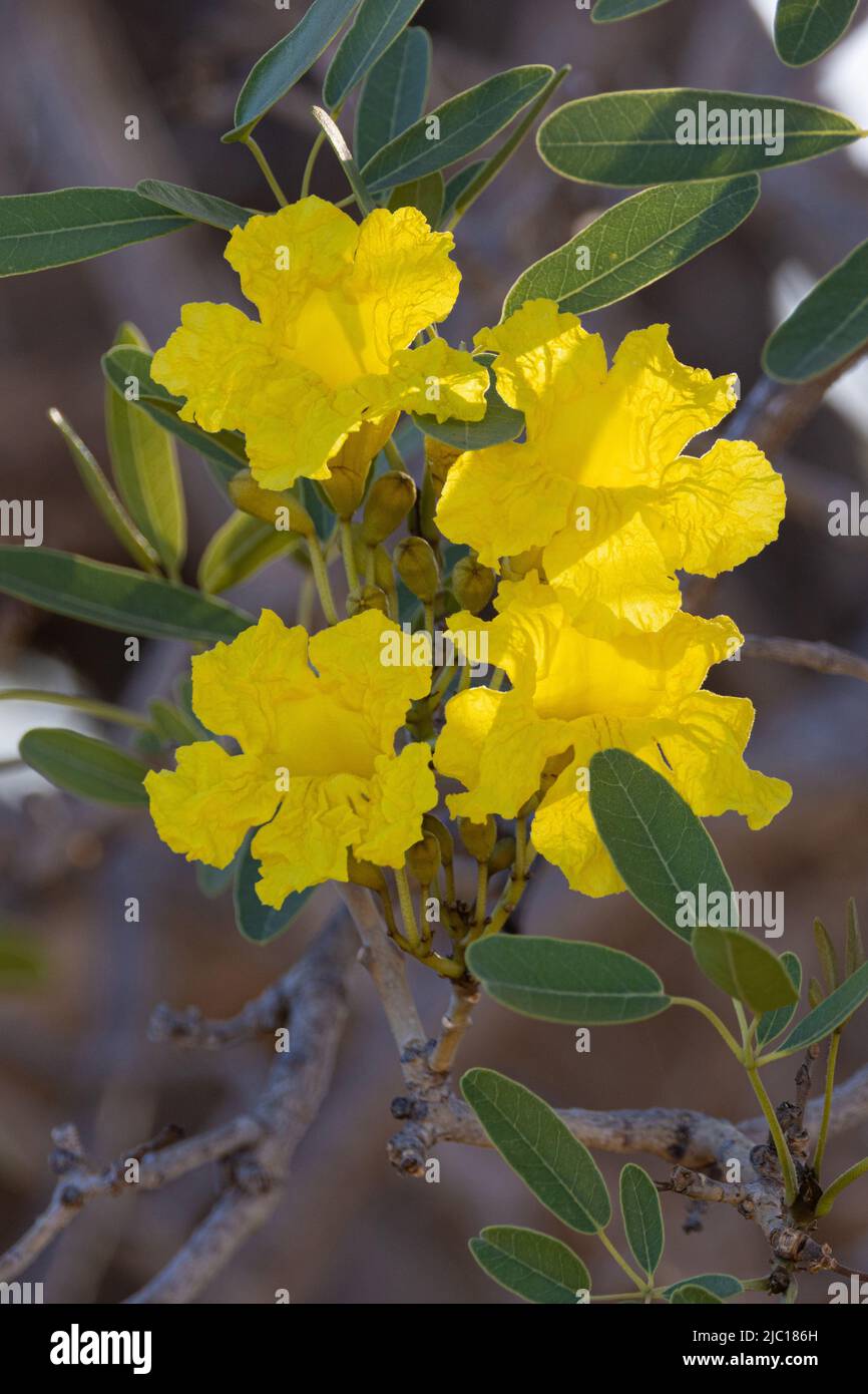 Caribbean trumpet tree, silver trumpet tree, tree of gold (Tabebuia ...