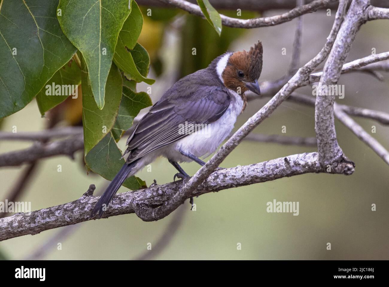Female cardinal bird hi-res stock photography and images - Alamy