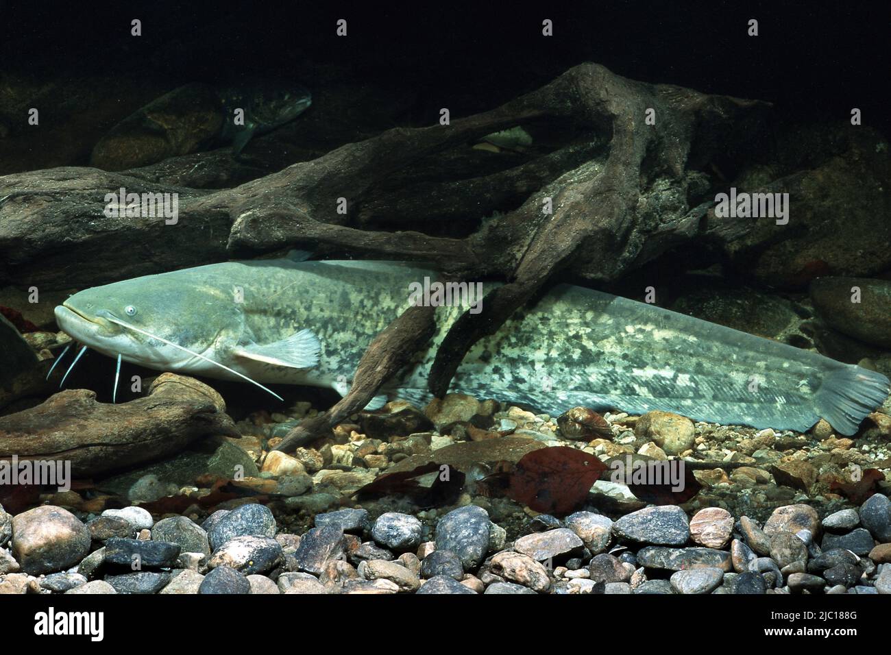 European catfish, wels, sheatfish, wels catfish (Silurus glanis), on ...