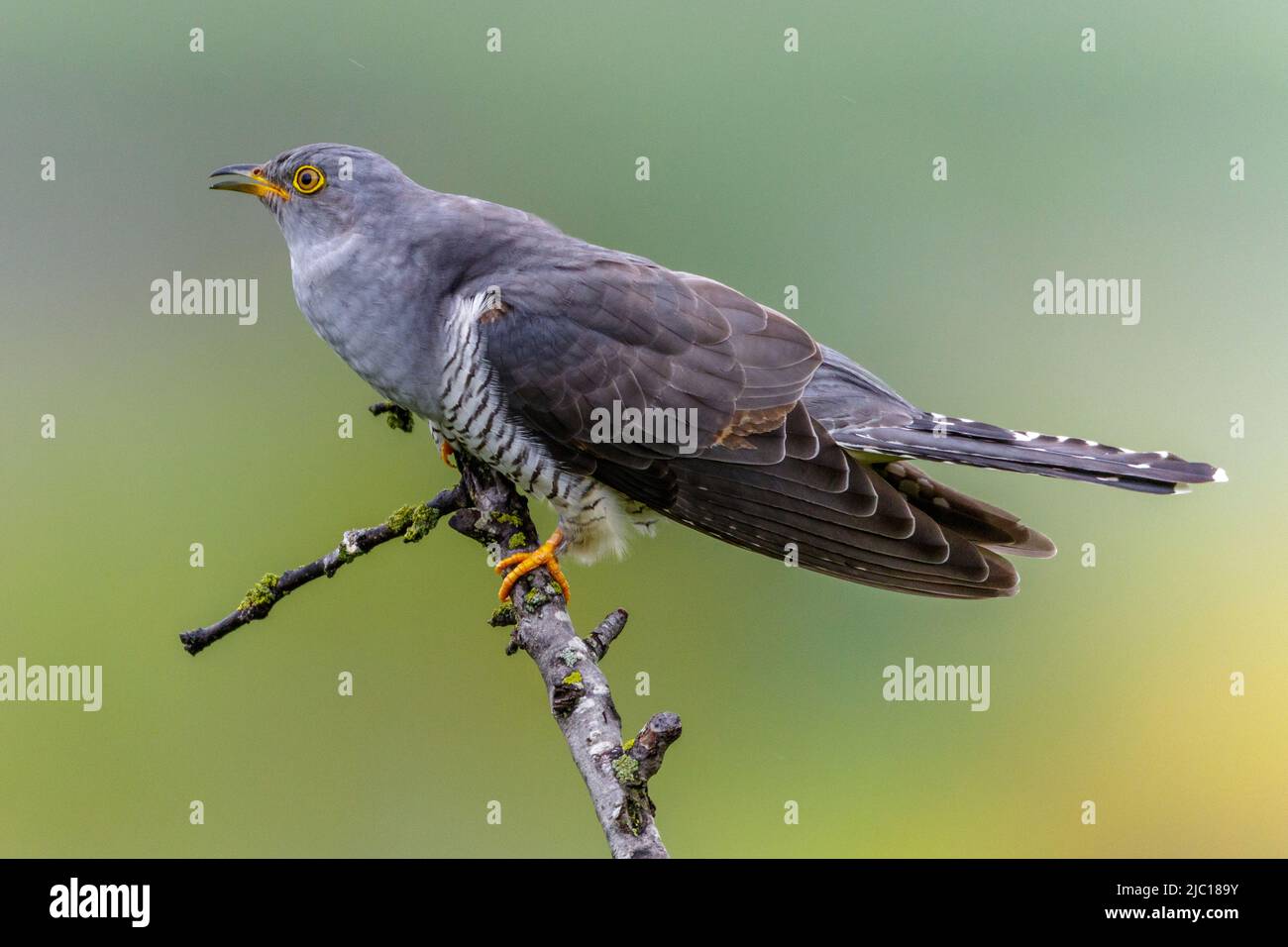 Eurasian cuckoo (Cuculus canorus), perching on a branch, side view ...