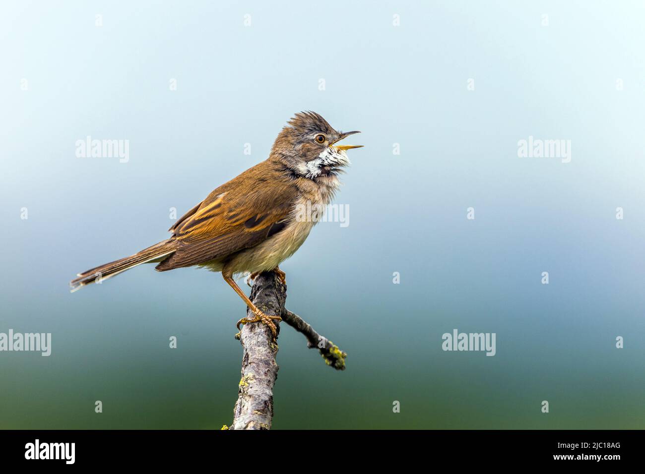 whitethroat (Sylvia communis), singing on a branch, side view, Germany ...