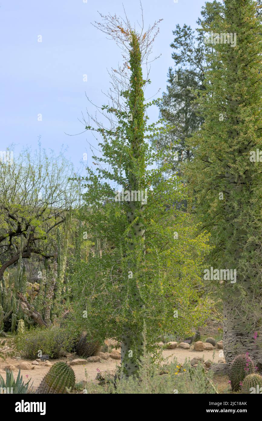 Boojum tree (Fouquieria columnaris), about 10 m high, USA, Arizona ...