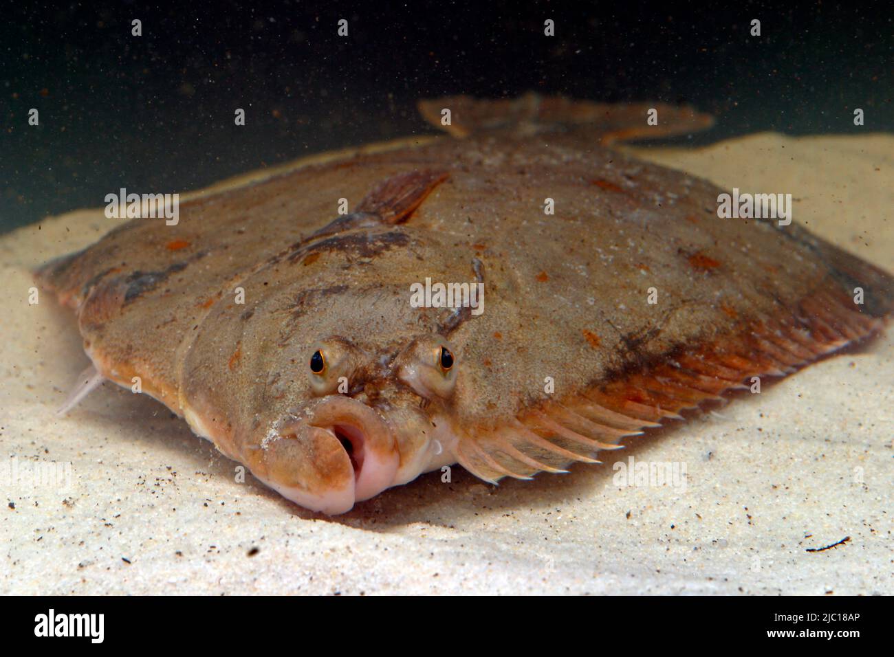 flounder, Baltic Flounder, Butt, European Flounder, Fluke, Mud Flounder ...