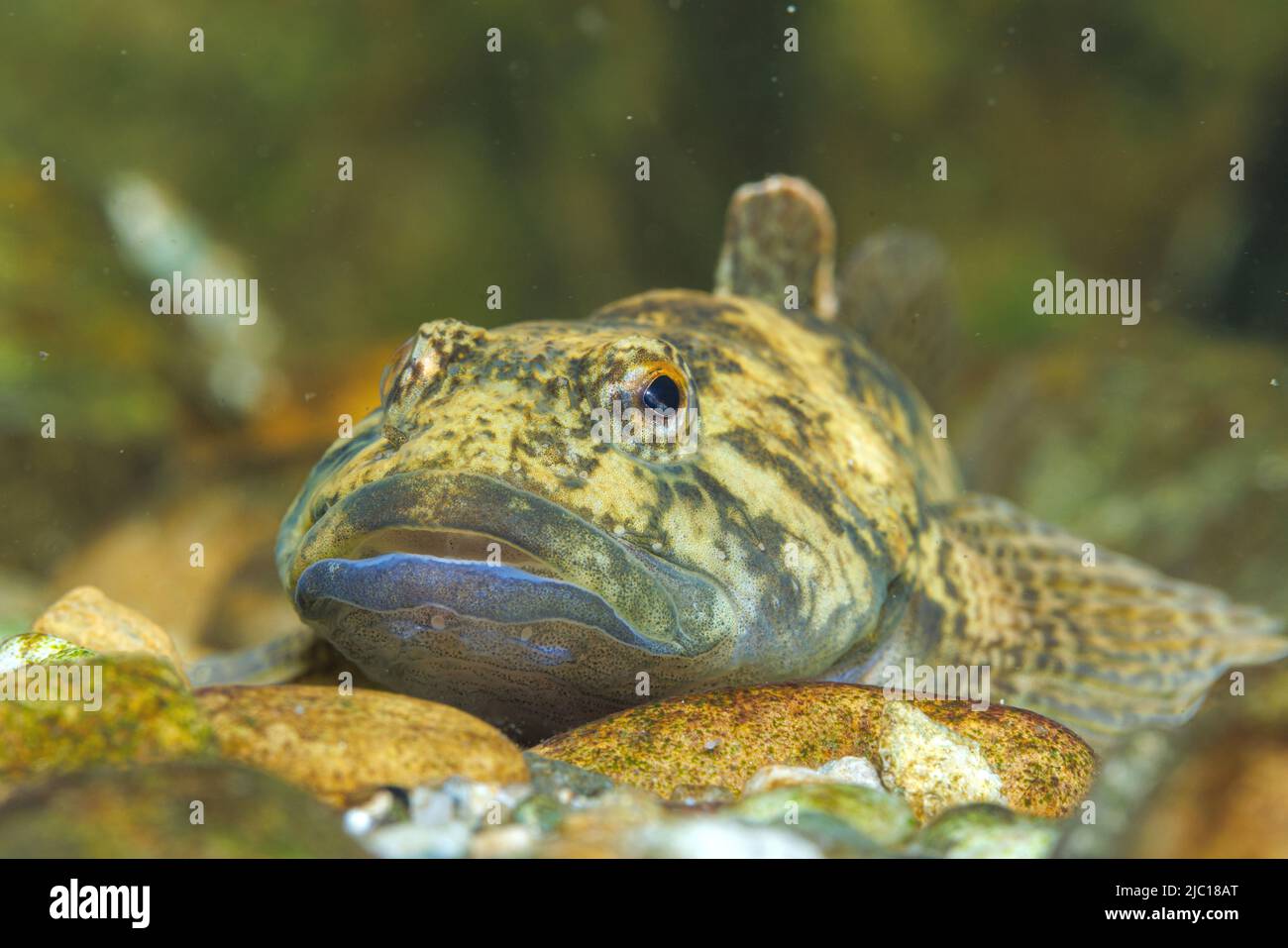 Millers thumbs hi-res stock photography and images - Alamy