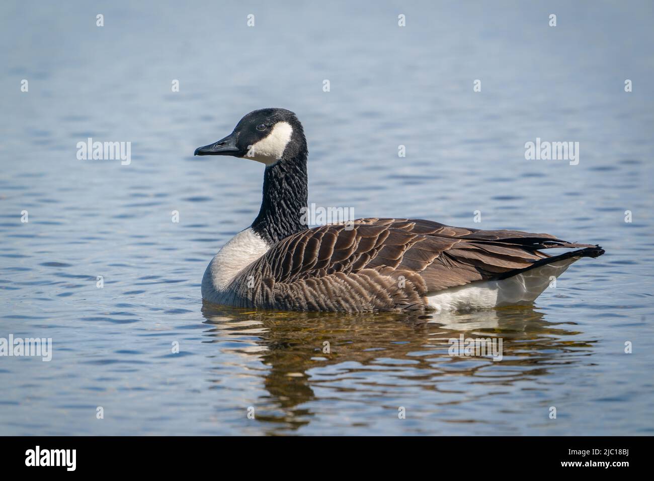 Wetlands in the world hi-res stock photography and images - Alamy