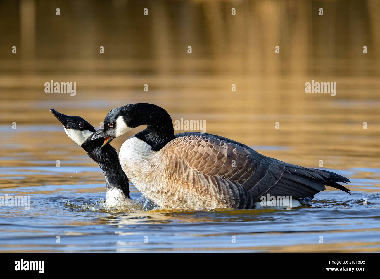 Canada geese mating hi-res stock photography and images - Alamy