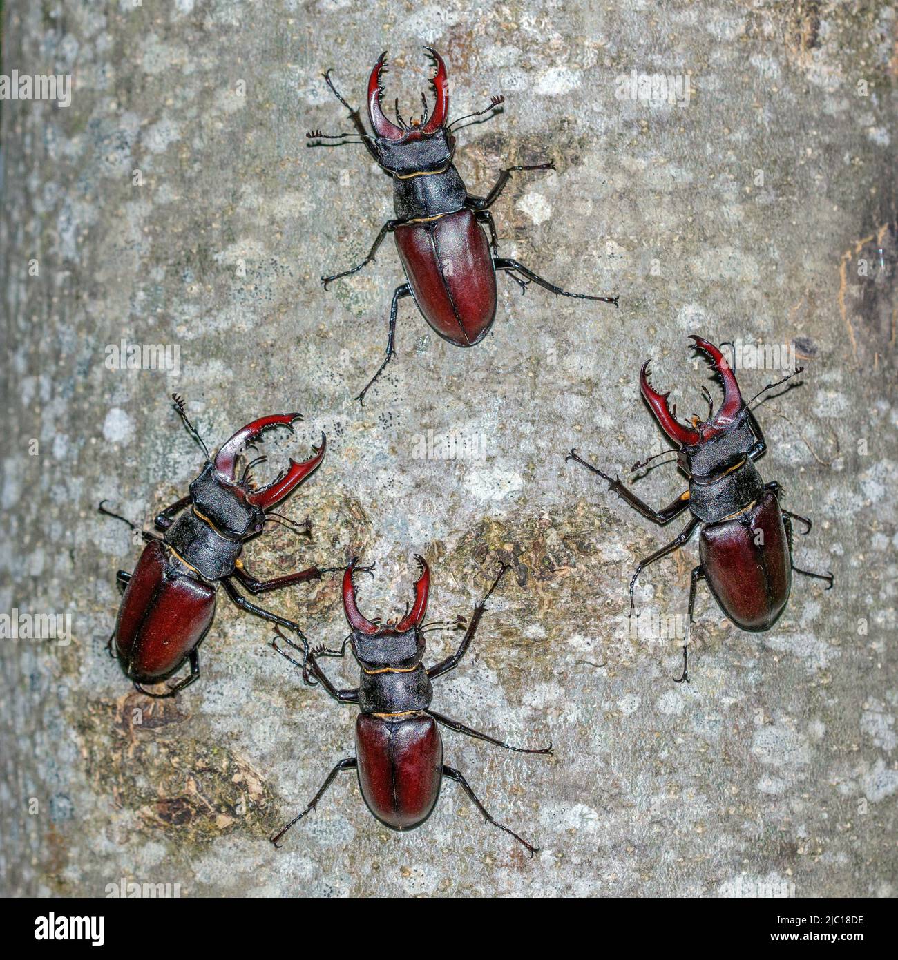 stag beetle, European stag beetle (Lucanus cervus), four males, Germany ...