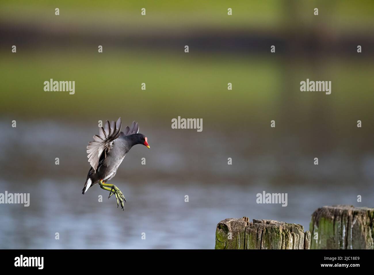 German jump wings hi-res stock photography and images - Alamy