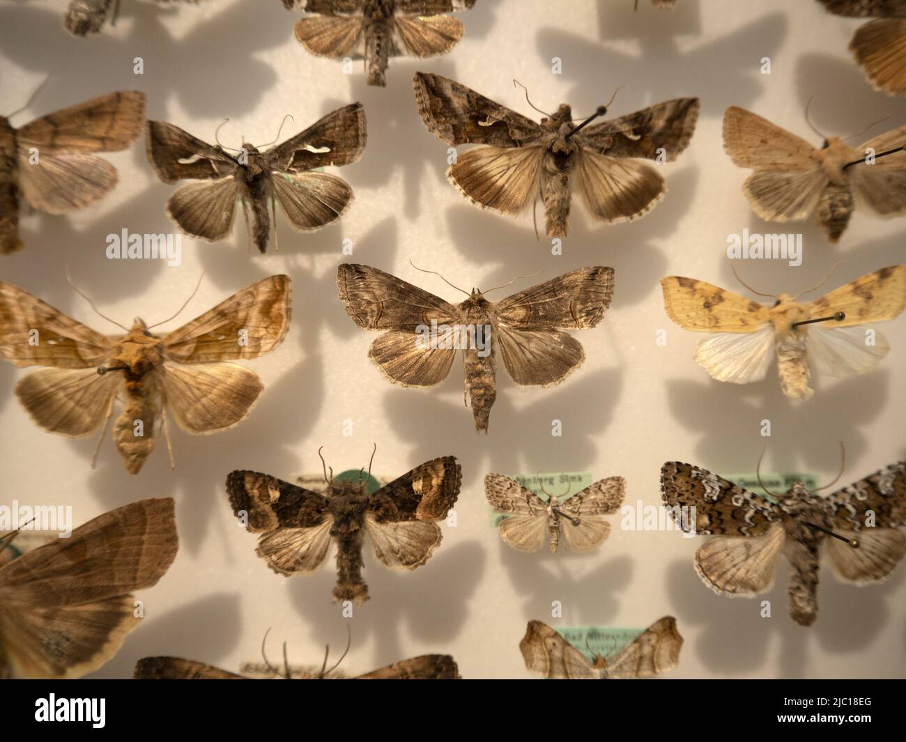 Many moth collection on display show case Stock Photo - Alamy